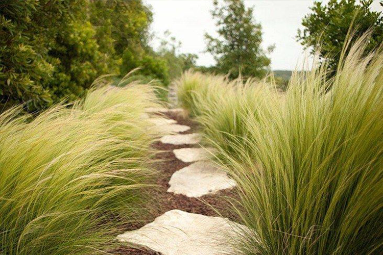 Stipa tenuissima Pony Tails 9
